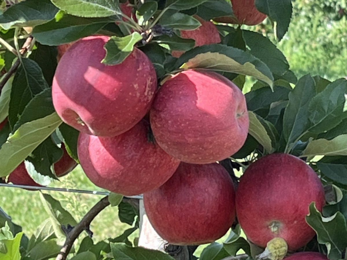 Wisconsin apple growers offer expert advice on varieties and how to use ...