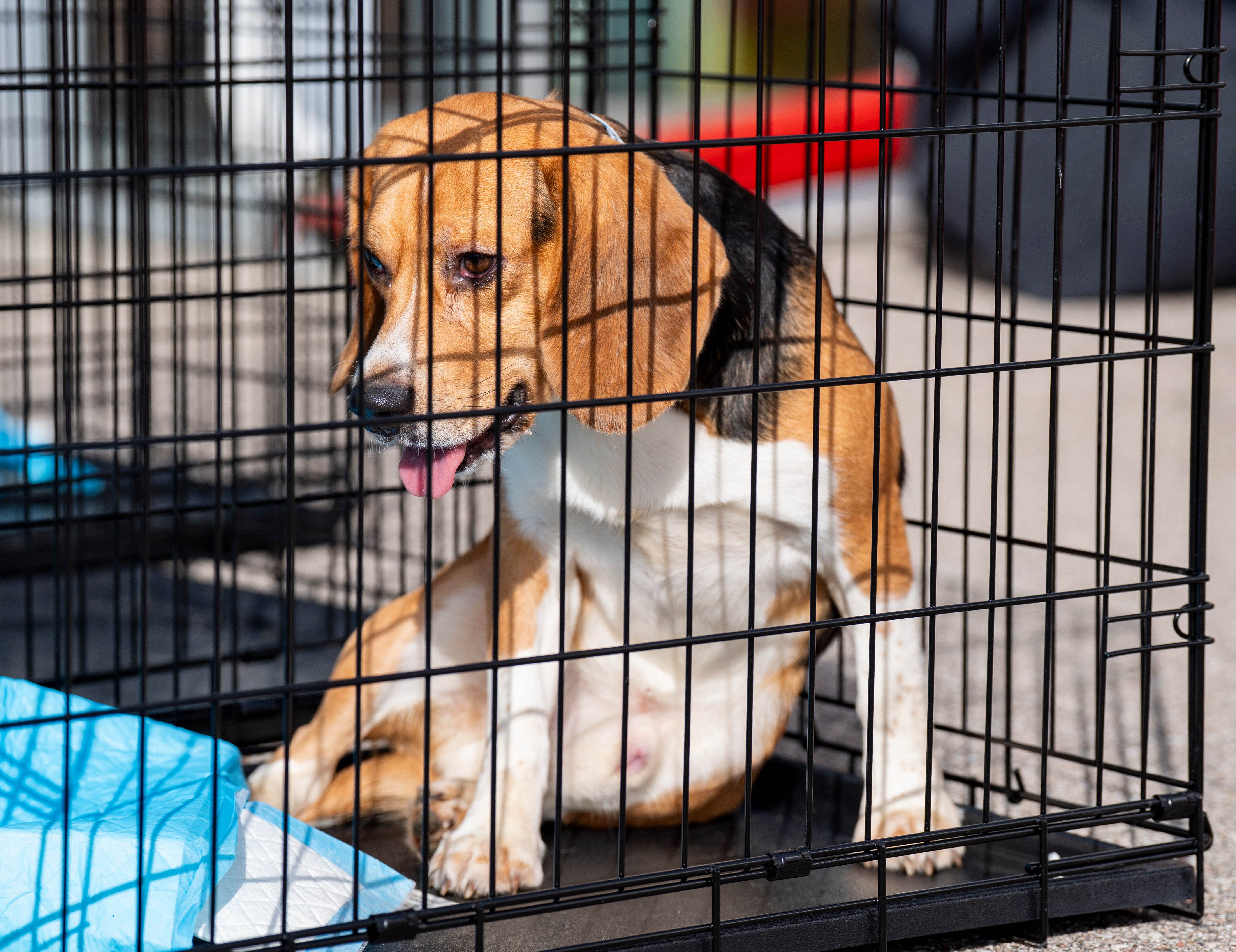 Ridglan Farms beagles: How and when to adopt one in Wisconsin